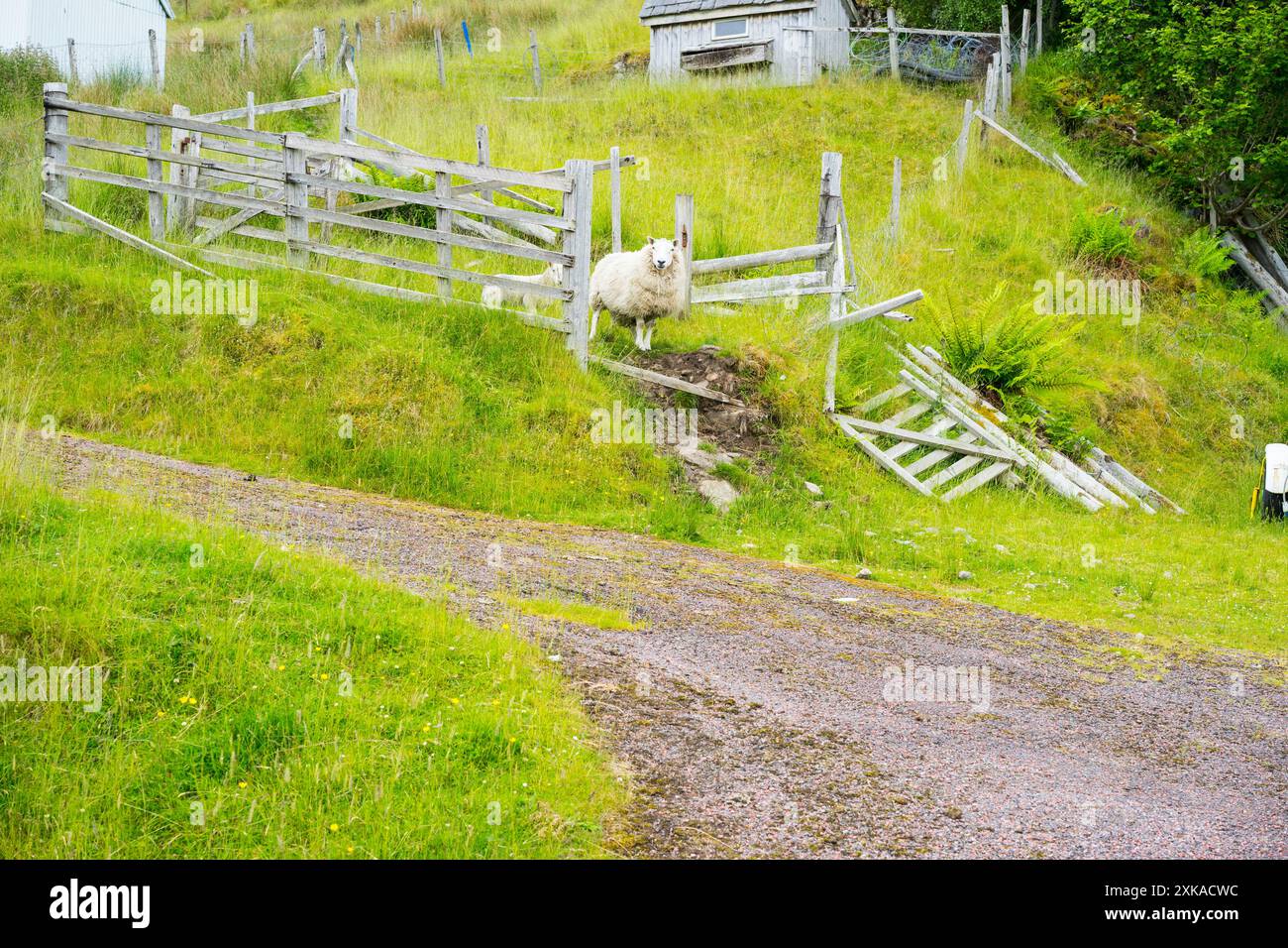 Sheep getting loose out of a broken fence, Scotland, UK Stock Photo - Alamy