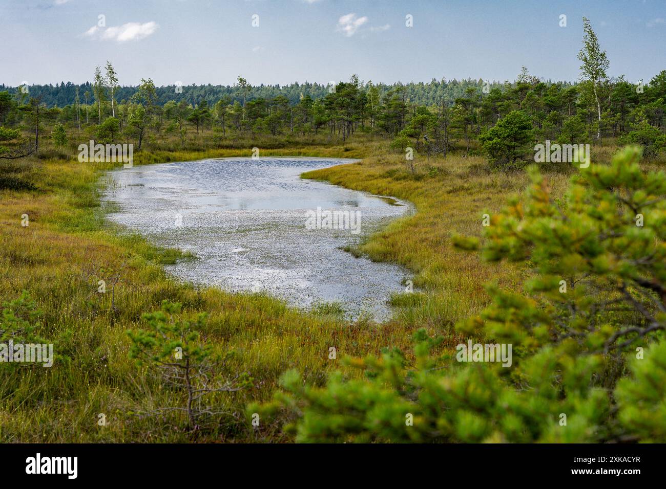 Swamp pond in the forest park Stock Photo - Alamy