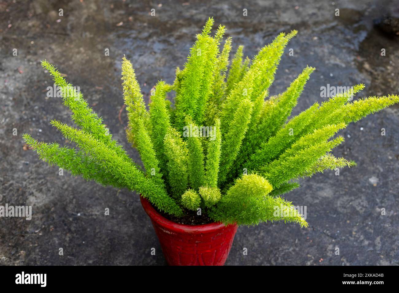 Foxtail Fern aspsrsgus plant in red pot Stock Photo - Alamy