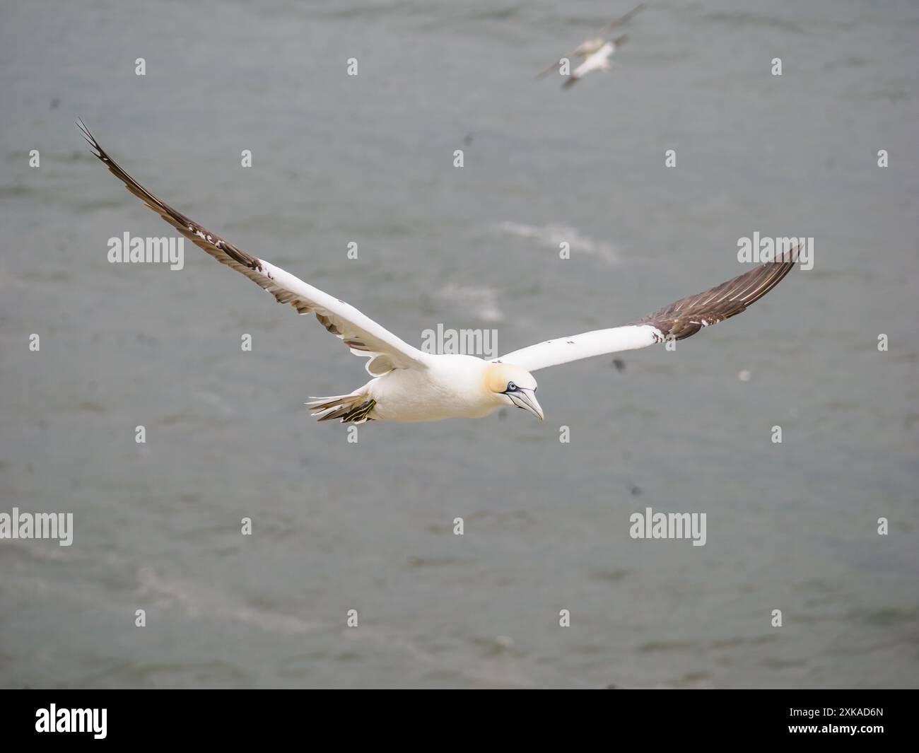 Gannet (Morus bassanus) soaring above cliffs Stock Photo - Alamy
