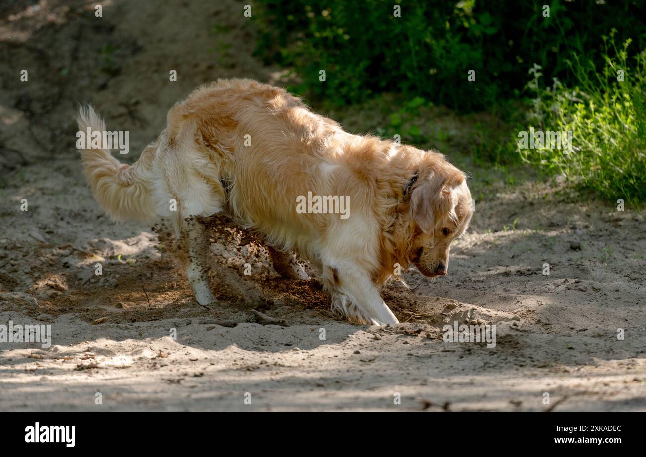 Golden retriever digging hi-res stock photography and images - Alamy