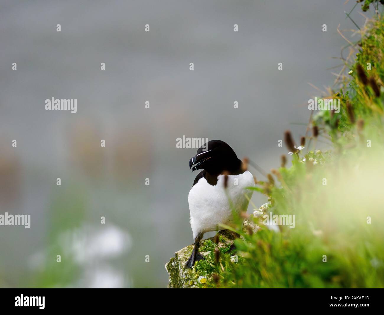 Razorbill (Alca torda) on edge of cliff at Bempton Stock Photo - Alamy