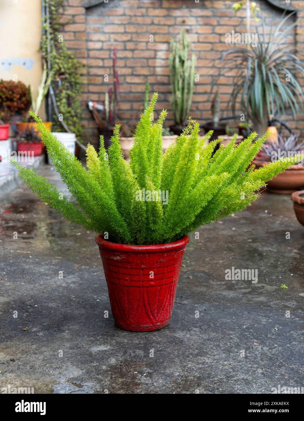 Fern brick wall hi-res stock photography and images - Alamy