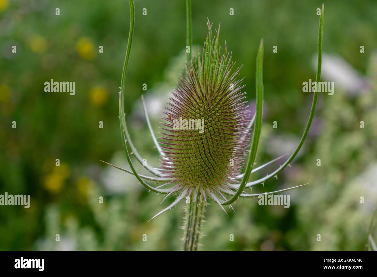 Teasel dipsacus laciniatus hi-res stock photography and images - Alamy