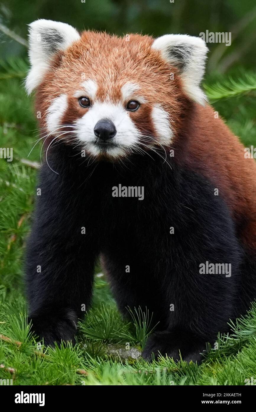 Red panda Esha explores her new enclosure at Peak Wildlife Park in ...
