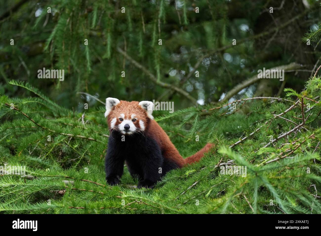 Red panda Esha explores her new enclosure at Peak Wildlife Park in ...