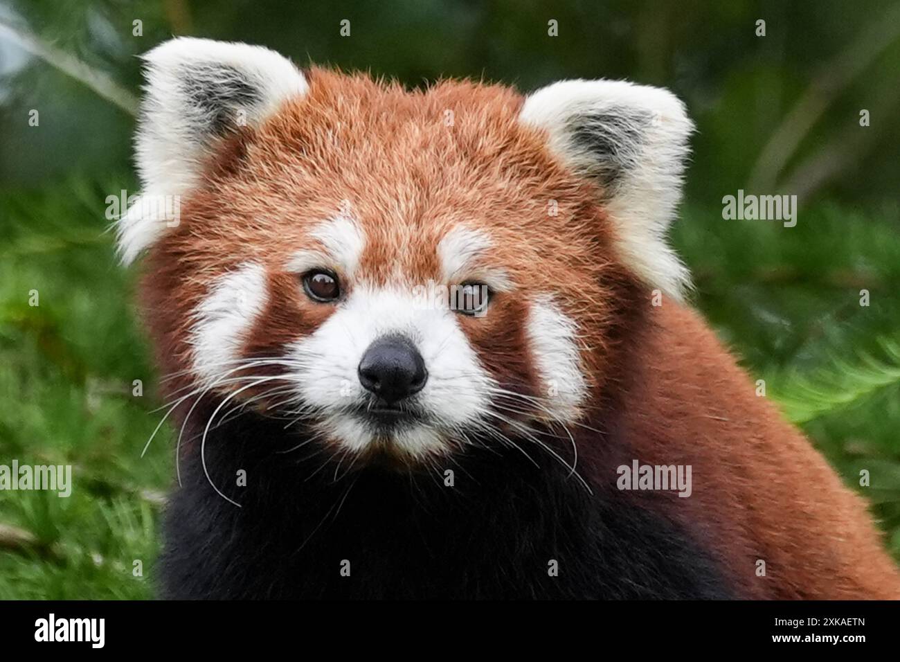 Red panda Esha explores her new enclosure at Peak Wildlife Park in ...