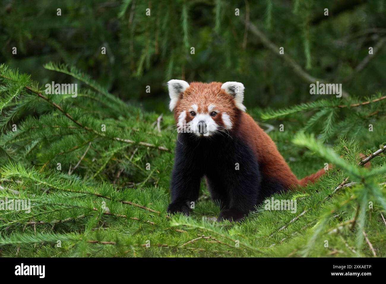 Red panda Esha explores her new enclosure at Peak Wildlife Park in ...
