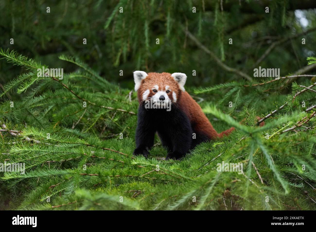 Red panda Esha explores her new enclosure at Peak Wildlife Park in ...