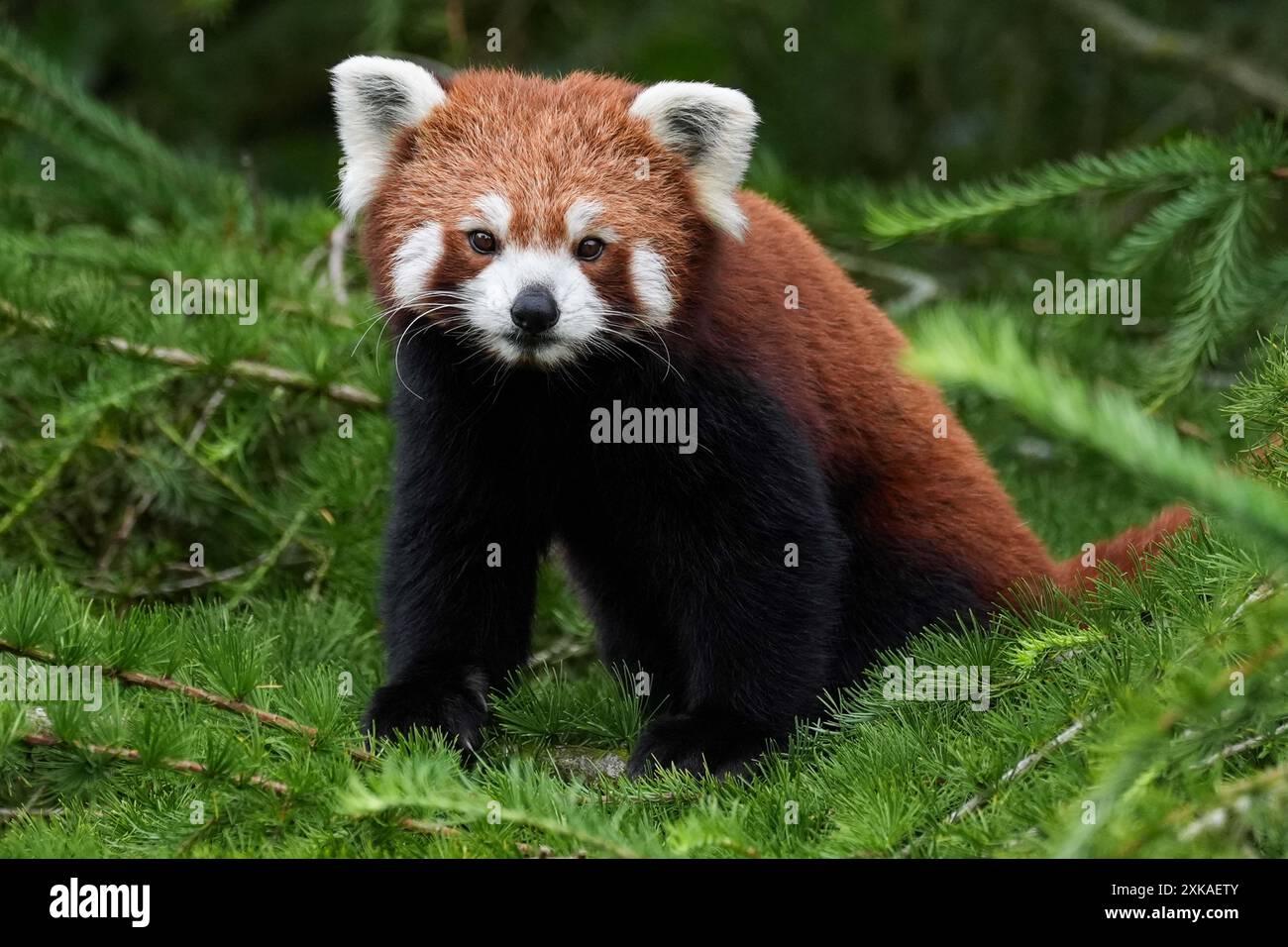 Red panda Esha explores her new enclosure at Peak Wildlife Park in ...