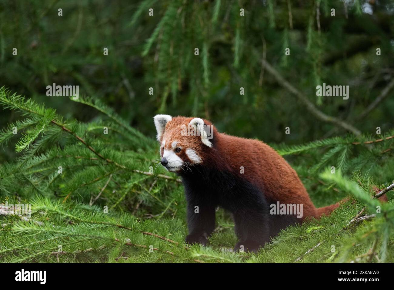 Red panda Esha explores her new enclosure at Peak Wildlife Park in ...