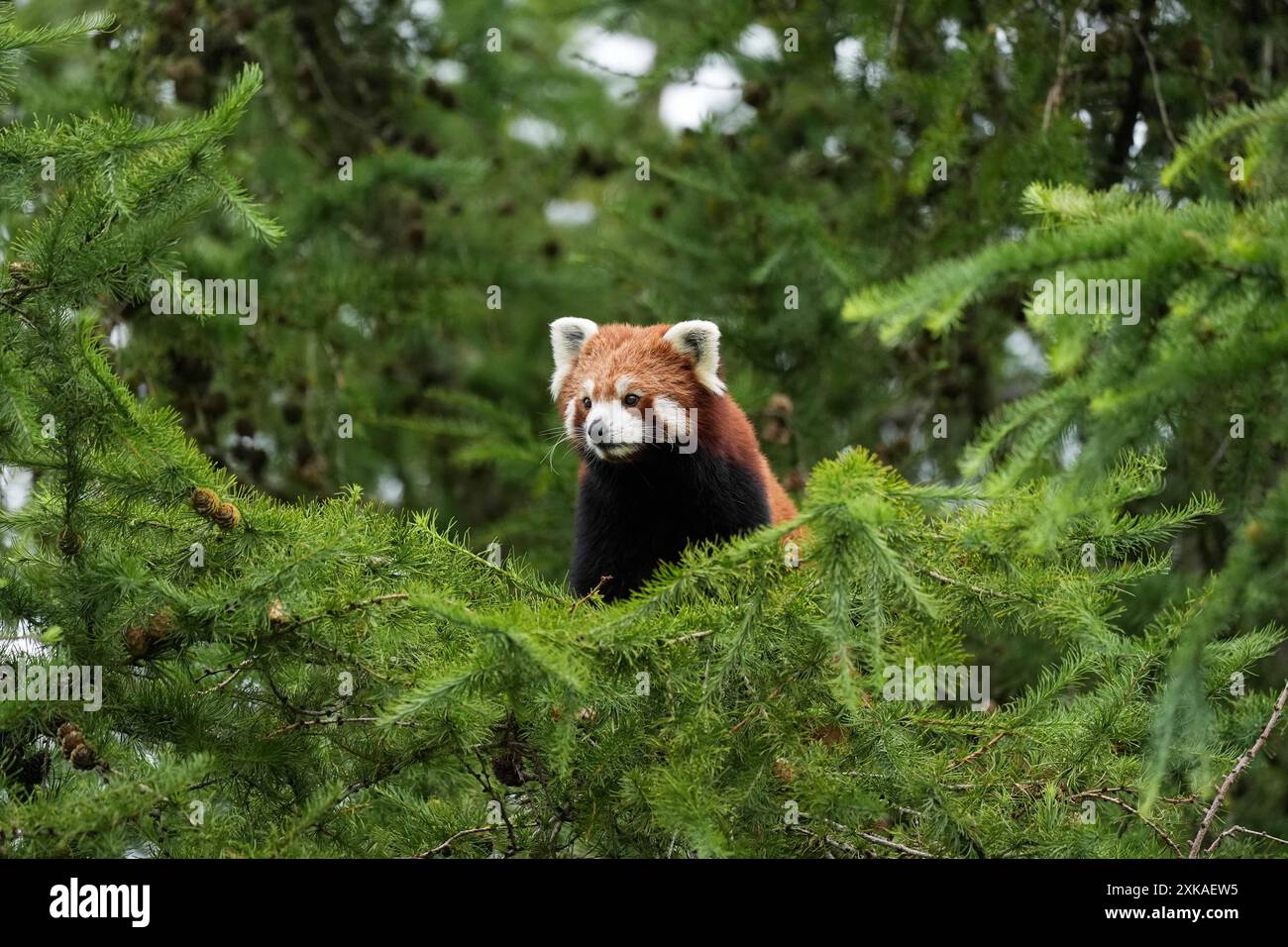 Red panda Esha explores her new enclosure at Peak Wildlife Park in ...