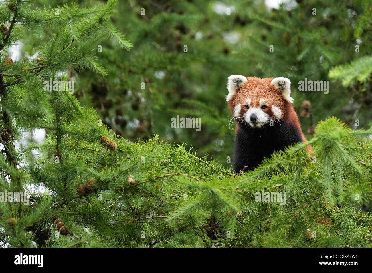 Red panda Esha explores her new enclosure at Peak Wildlife Park in ...