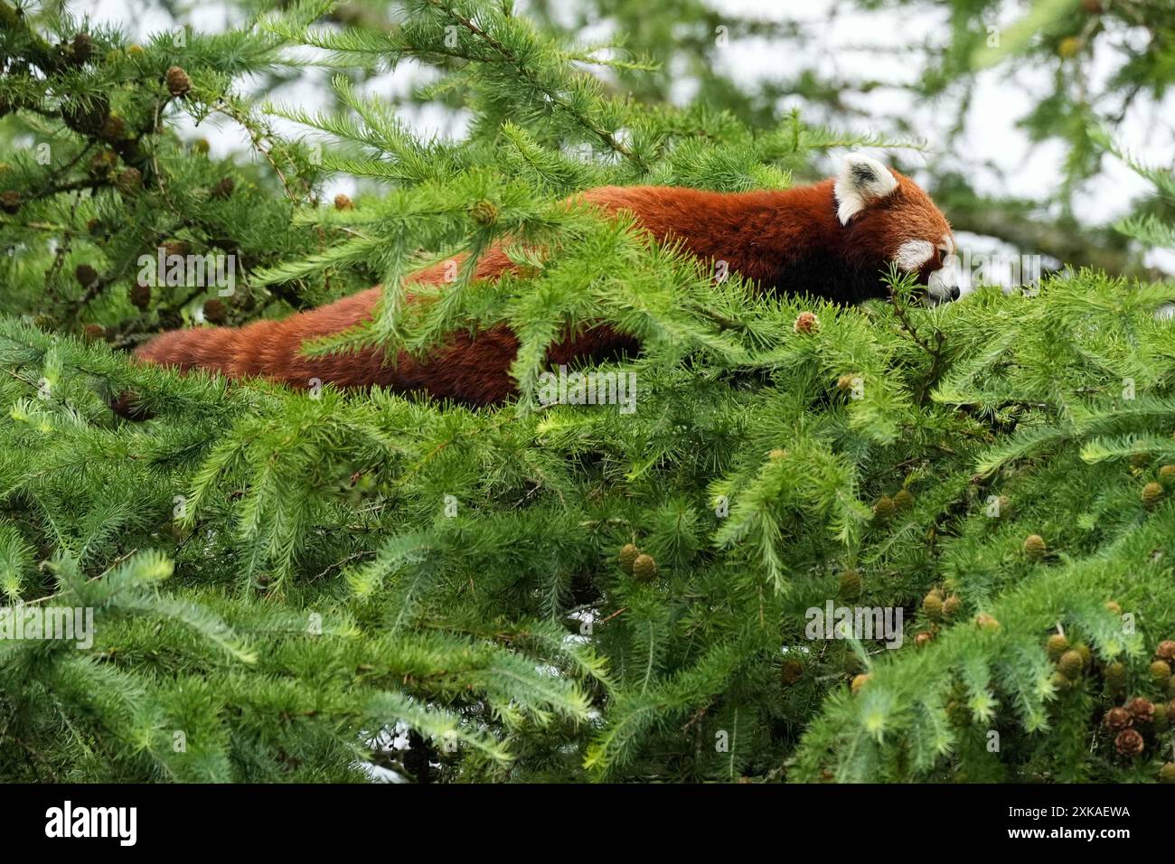 Red panda Esha explores her new enclosure at Peak Wildlife Park in ...