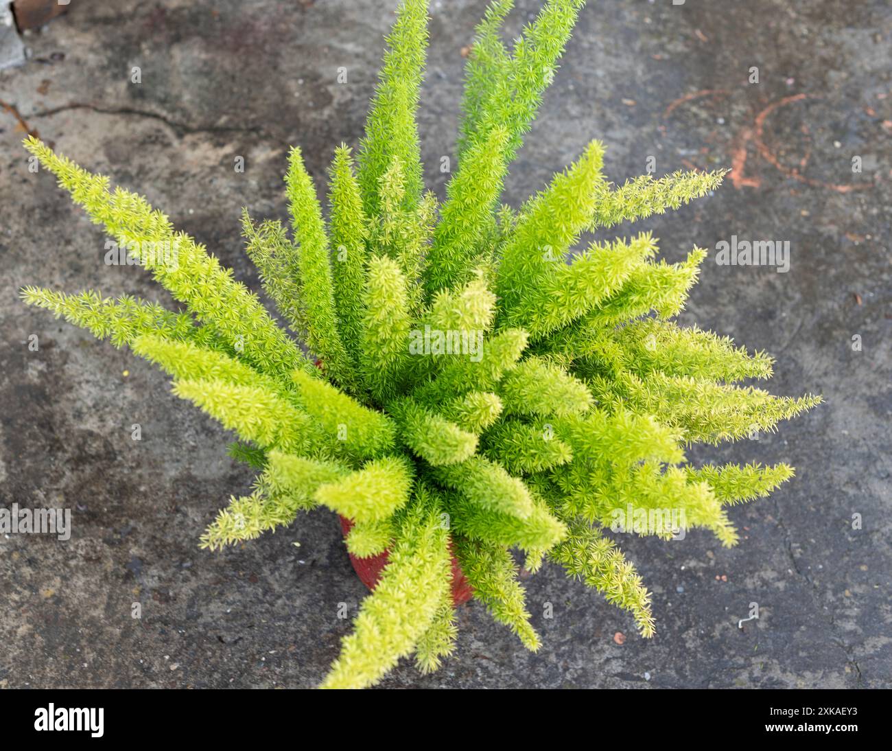 Top View of Vibrant Green Plant in Pot Stock Photo - Alamy