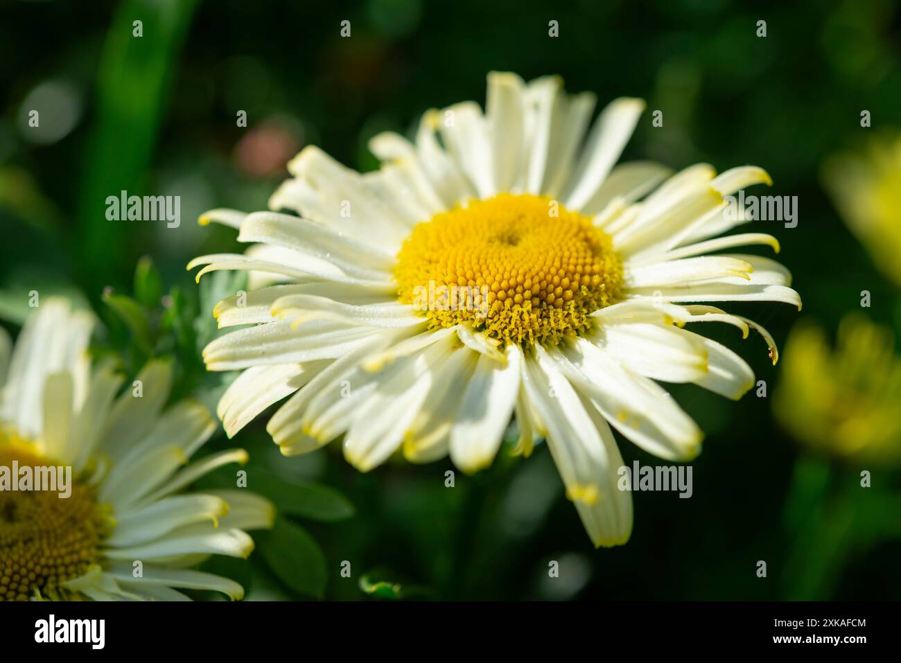 Leucanthemum 'Banana Cream' flower in summer sunshine. A perennial ...