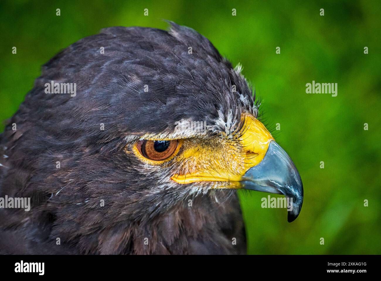 Wolf hawk hi-res stock photography and images - Alamy
