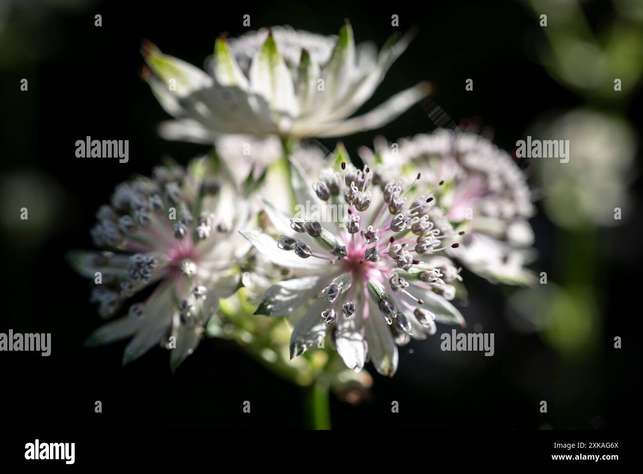 Astrantia Major flowers in sunlight against a dark background. A ...