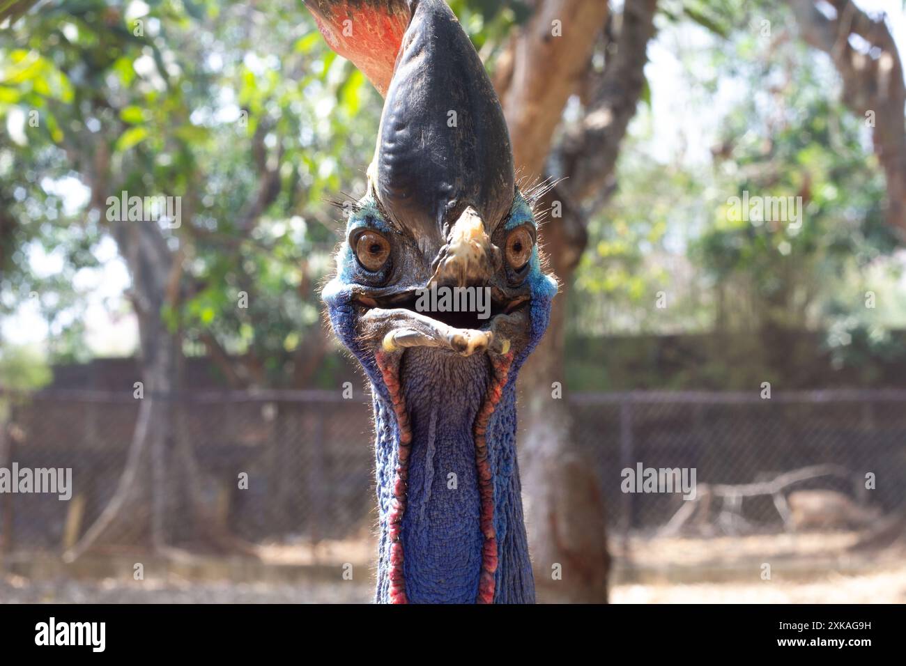 Cassowary eye hi-res stock photography and images - Alamy