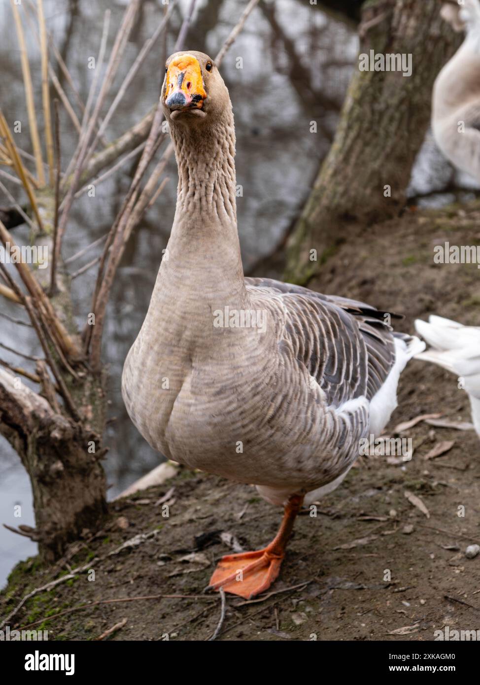 A gorgeous domestic goose of gray color Stock Photo - Alamy