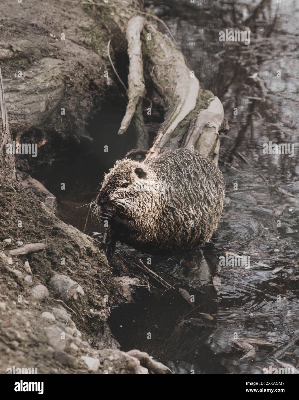 Root rat hi-res stock photography and images - Alamy