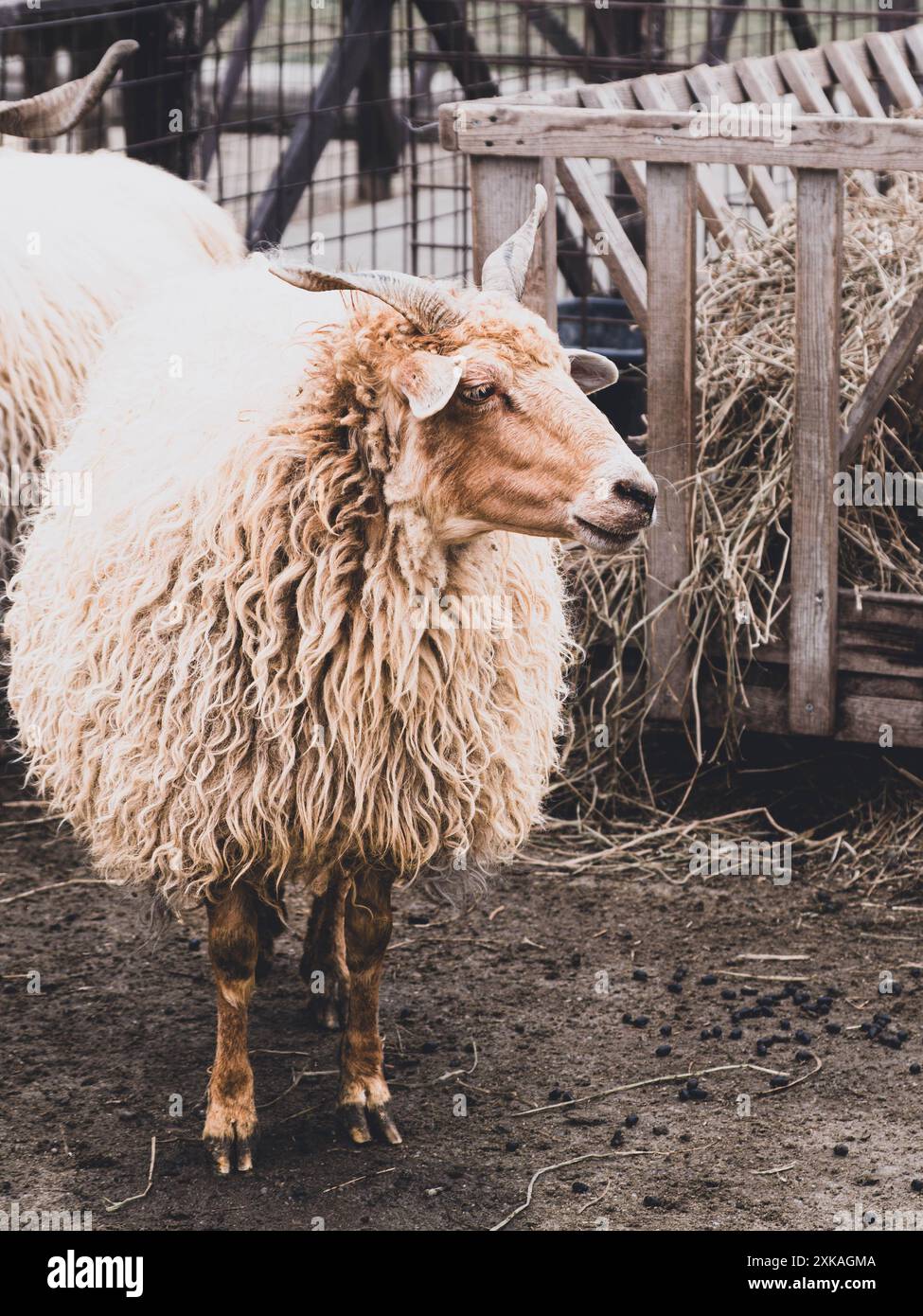 A beautiful specimen of the sheep racka Stock Photo - Alamy