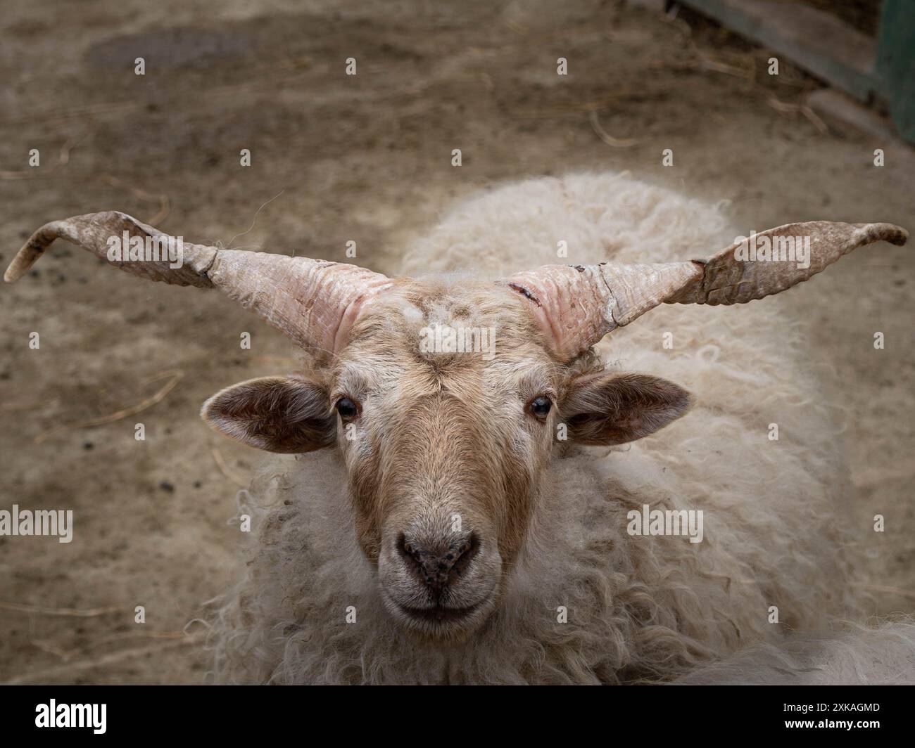 A beautiful specimen of the sheep racka Stock Photo - Alamy
