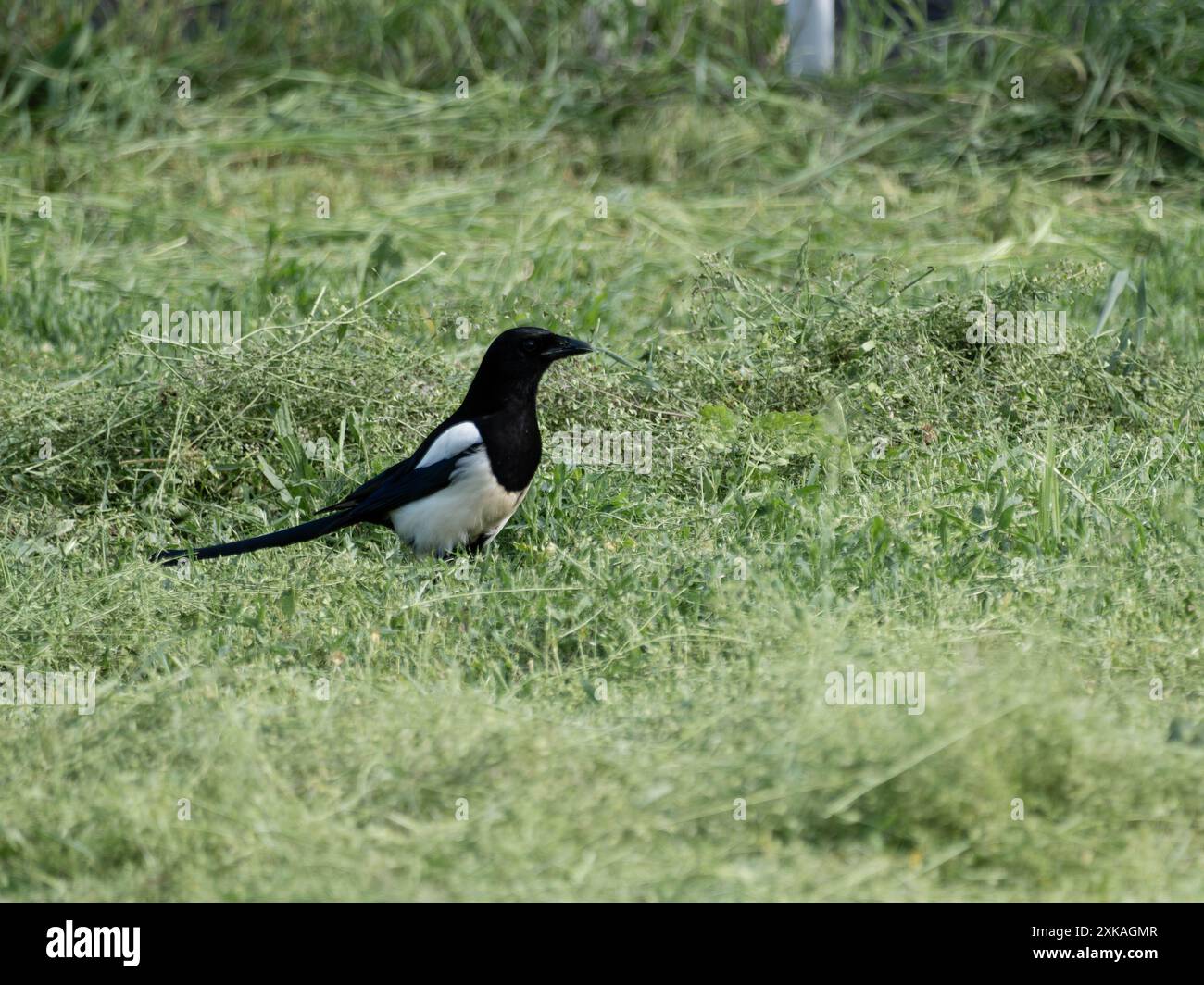 Black-billed Magpie (Pica hudsonia) is a species of bird in the ...