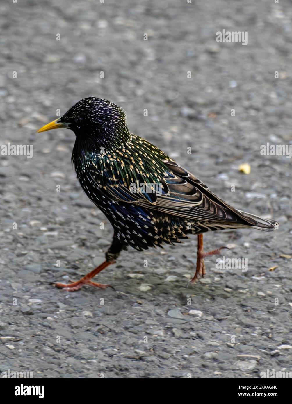 The beautiful color of a Starling Commune Stock Photo - Alamy