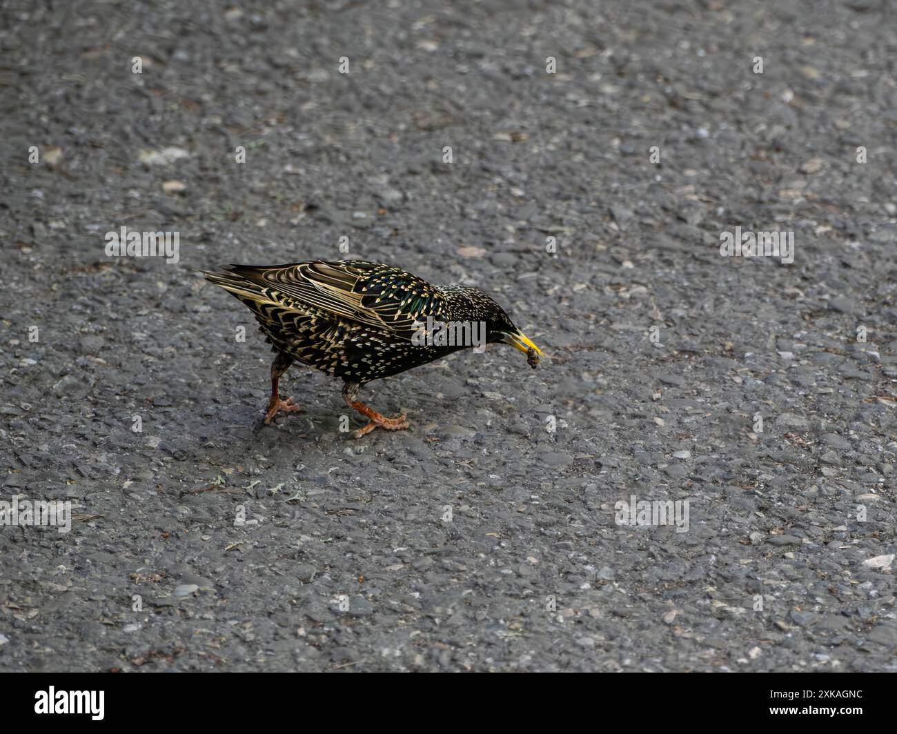 The beautiful color of a Starling Commune Stock Photo - Alamy