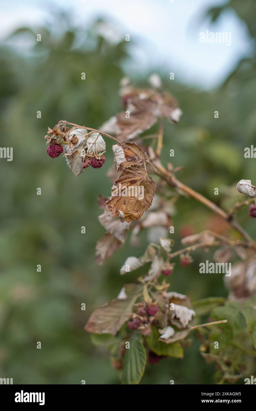 Dry plants from drought in the garden. The dried bushes of a raspberry ...