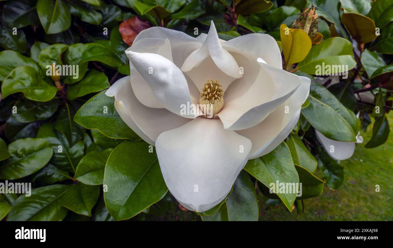 Southern Magnolia,Magnolia Grandiflora,Tree Stock Photo - Alamy