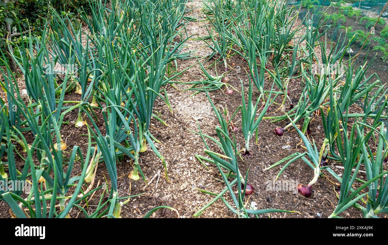 Onion,Crop,Allotment,Onion Karmen,on the right,Onion Rumba,on the left ...