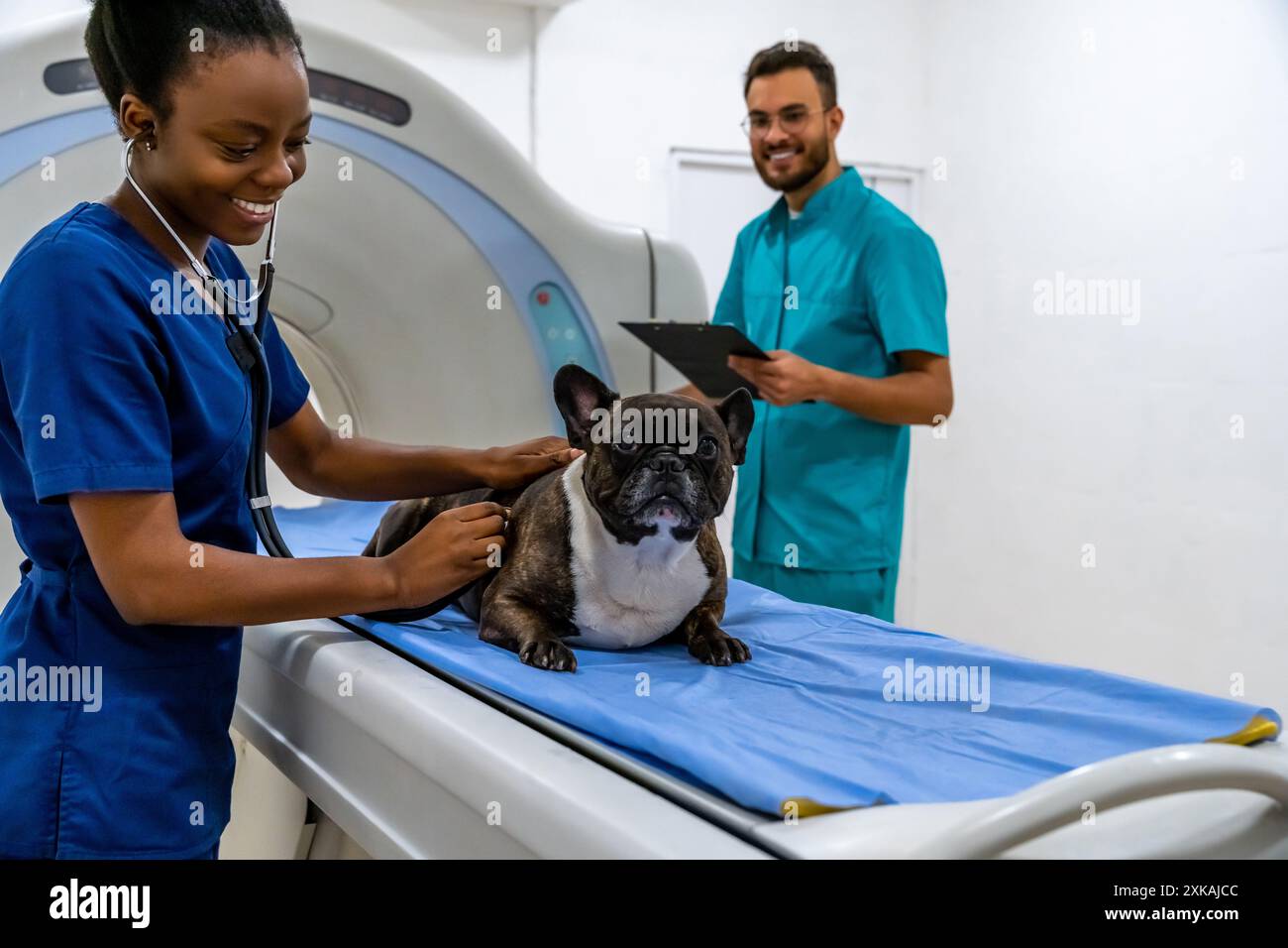 Two veterinarians examining a dog before investigation procedures Stock ...