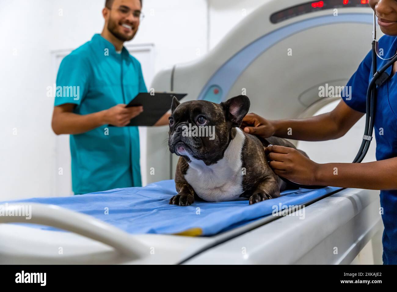 Two veterinarians examining a dog before investigation procedures Stock ...