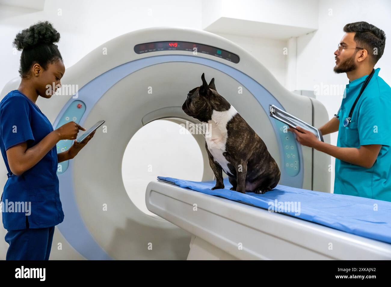 Veterinarians preparing for MRI procedure for the dog Stock Photo - Alamy