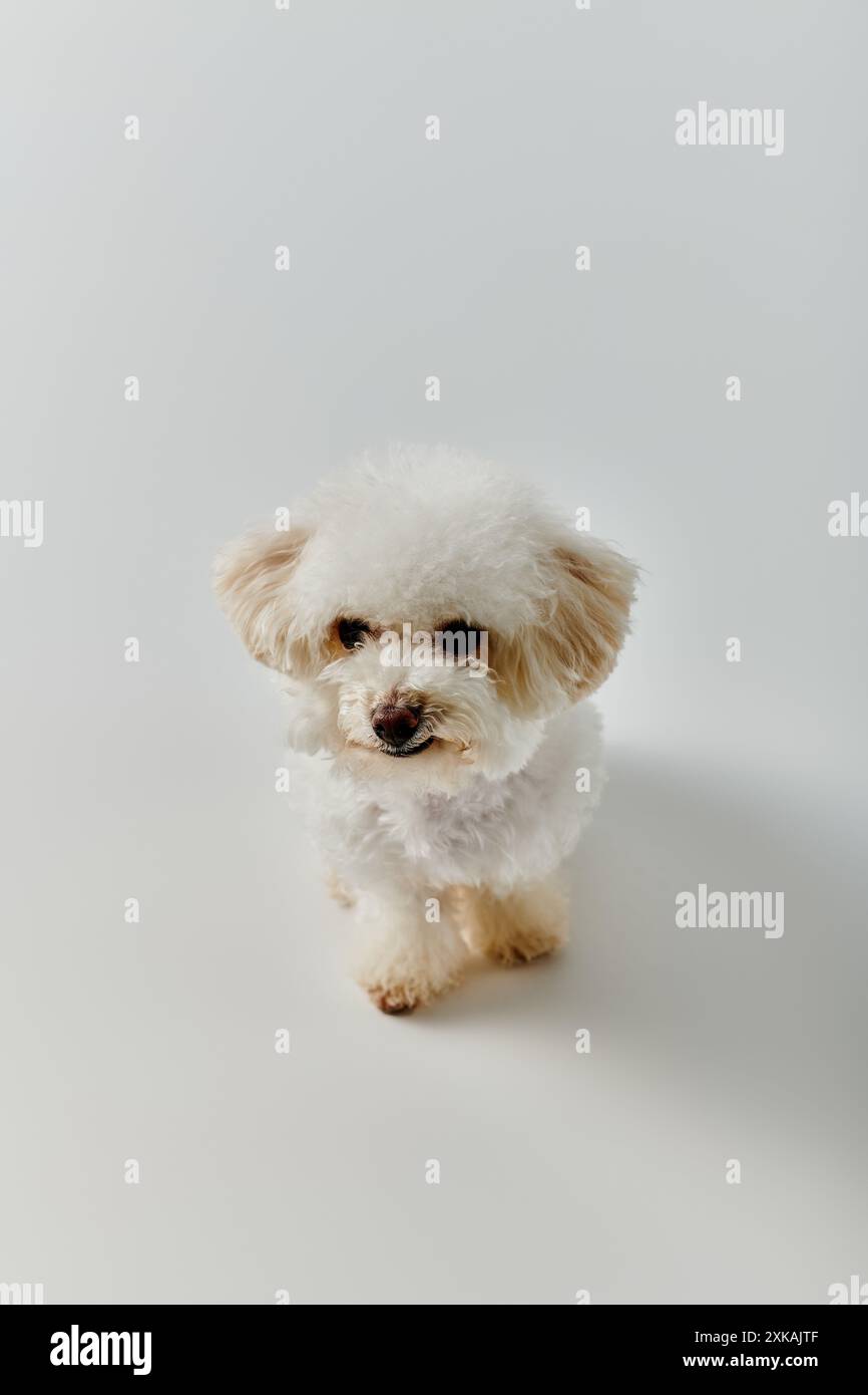 Small fluffy dog joyful hi-res stock photography and images - Alamy