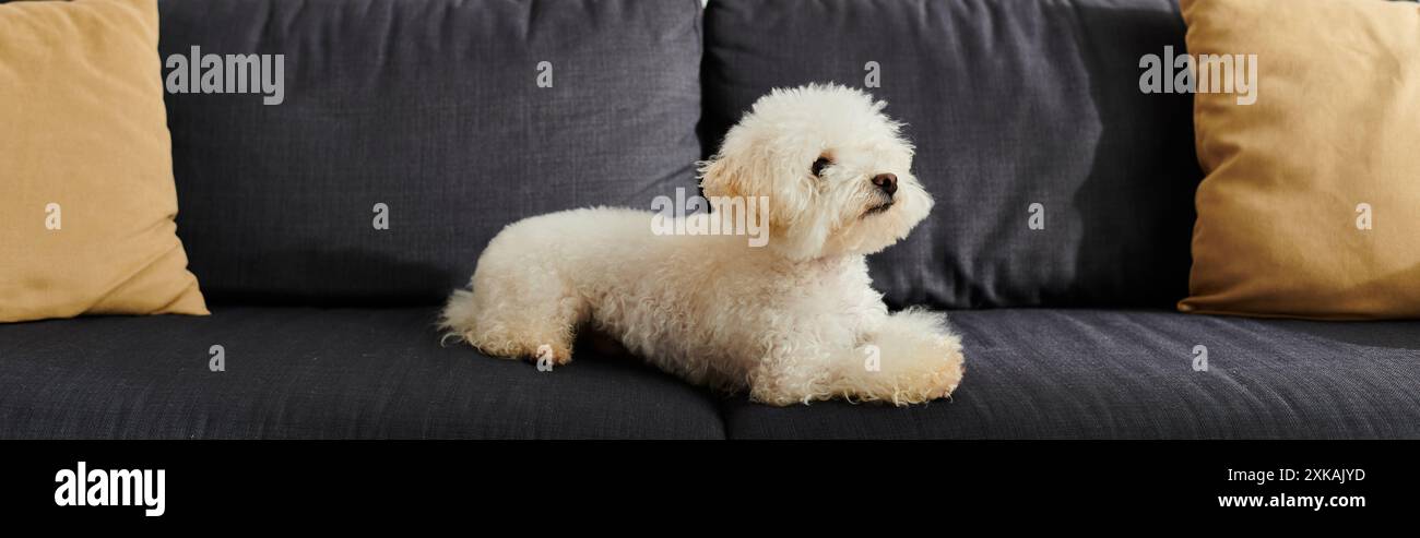 A white bichon frise dog peacefully sitting on top of a sleek black ...