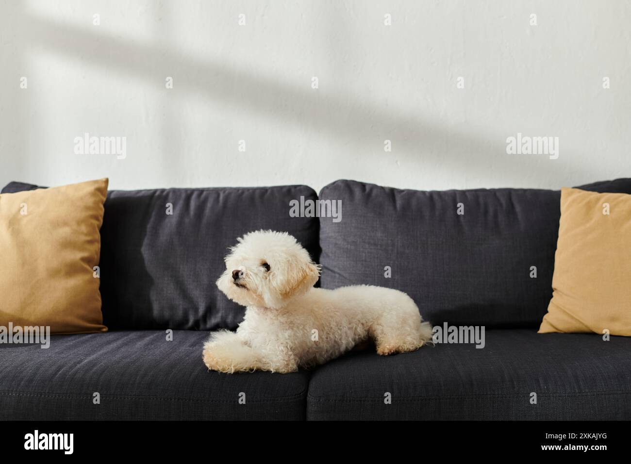 Adorable dog peacefully lying hi-res stock photography and images - Alamy