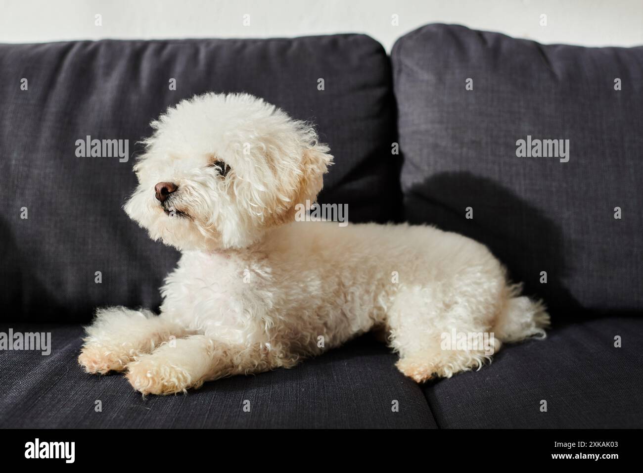Small white Bichon Frise dog peacefully sitting atop black couch Stock ...