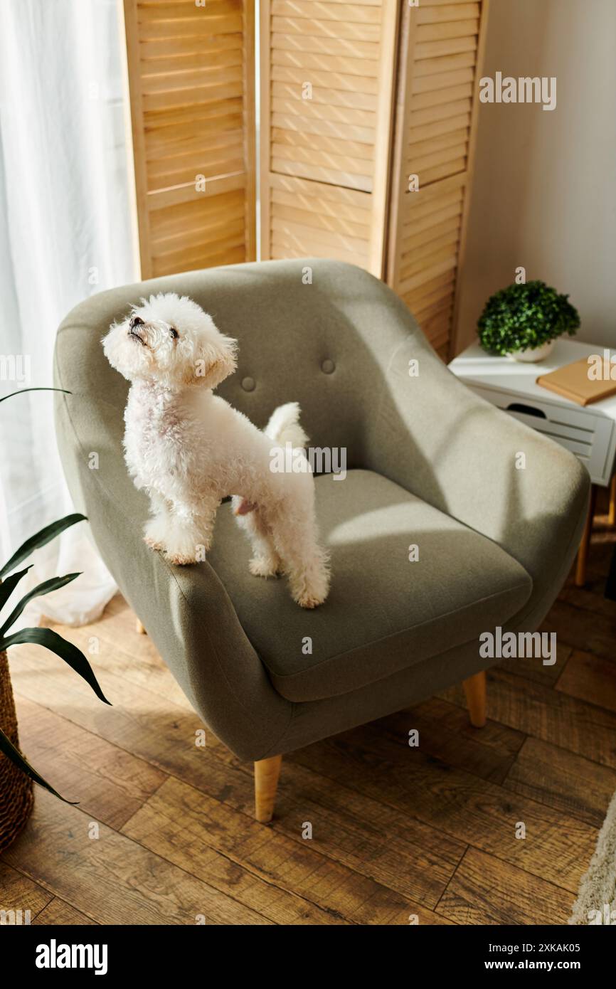 Cute standing grey white hi-res stock photography and images - Alamy