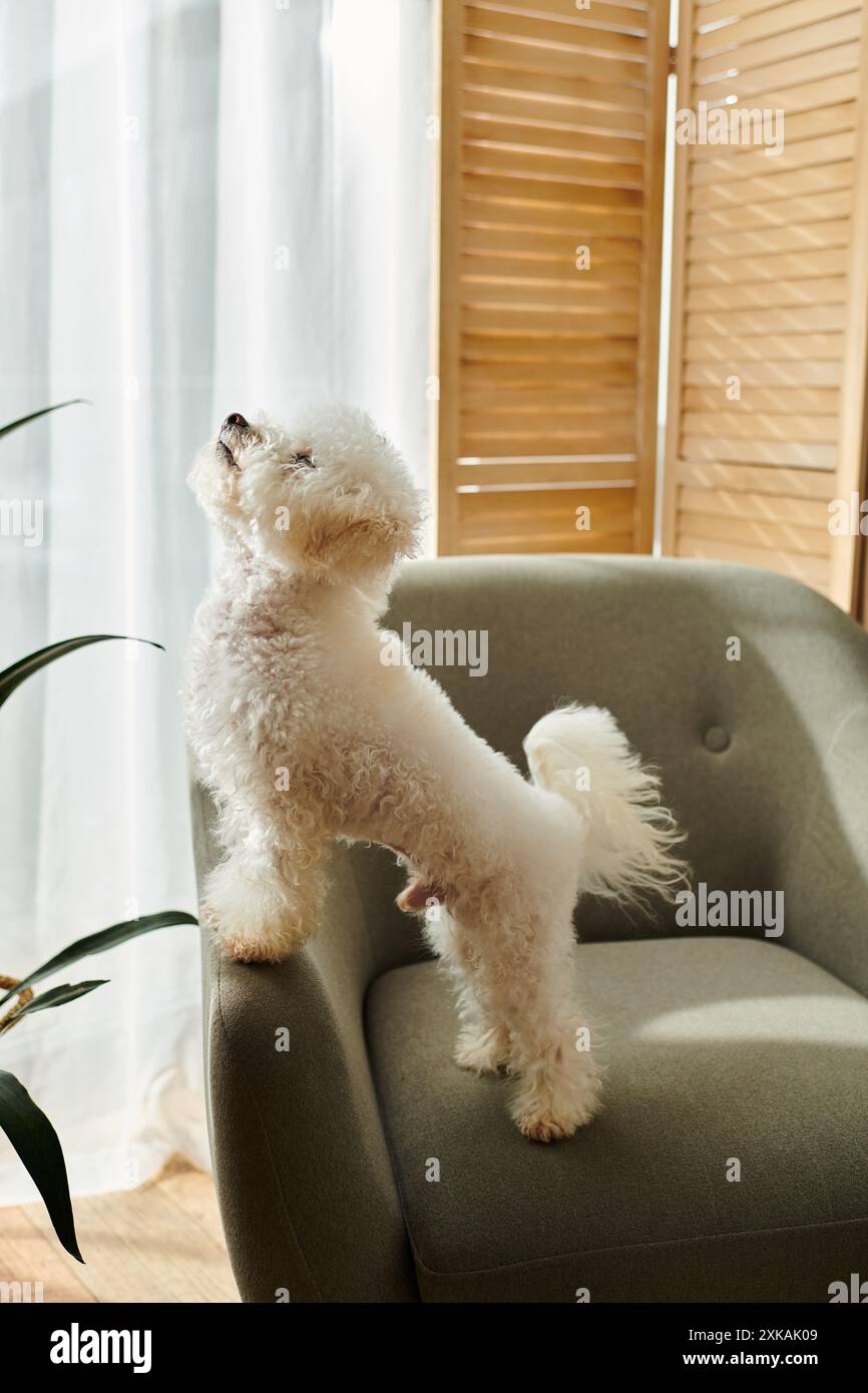 Dog and furniture interaction hi-res stock photography and images - Alamy