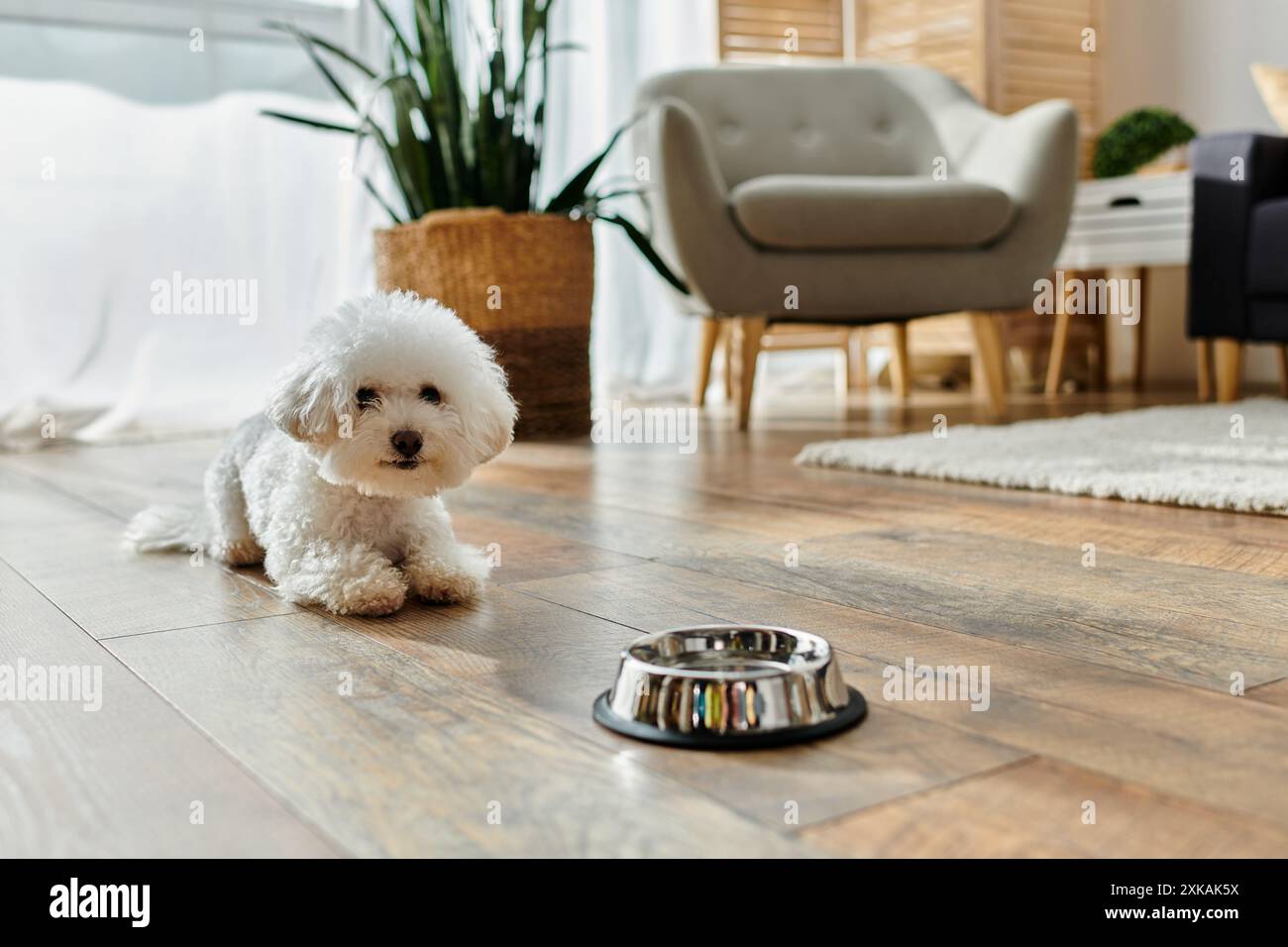 Small white dog, Bichon Frise, sitting peacefully next to a bowl on the ...