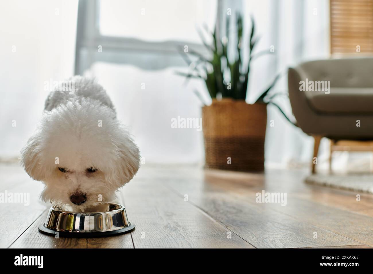 Small fluffy dog joyful hi-res stock photography and images - Alamy