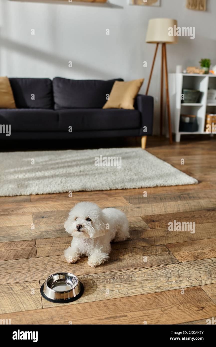 Bichon frise dog sleeping hi-res stock photography and images - Alamy