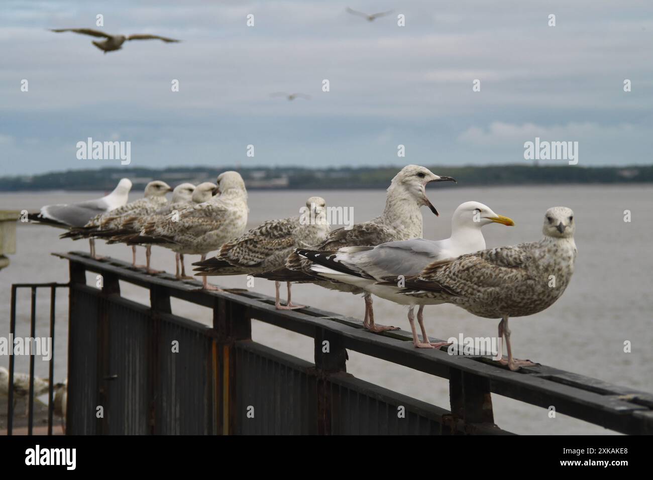 Group of young European herring gulls lined up on a railing at ...