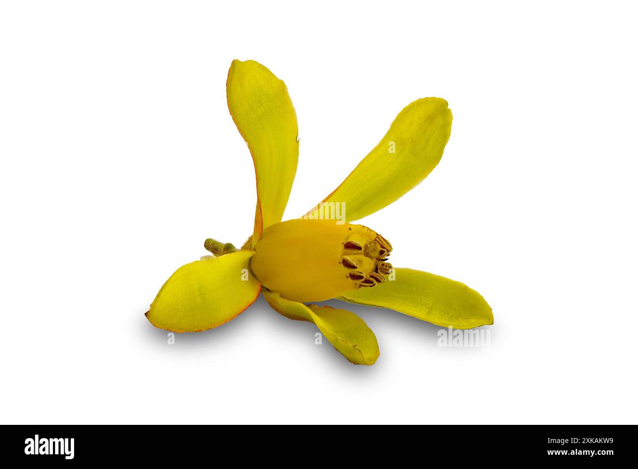 Closeup of Neem , Margosa, Indian lilac, Nim, Azadirachta indica flower ...