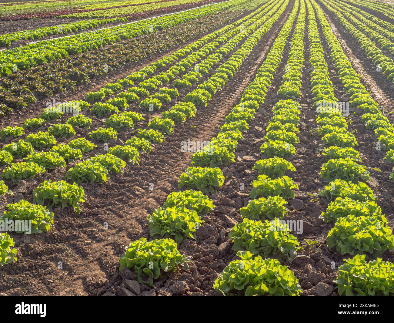 Field farmer crop crops fieldwork hi-res stock photography and images ...
