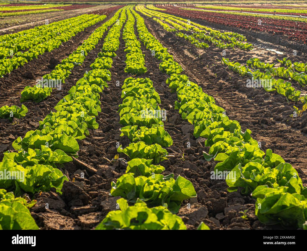 Heads of lettuce from an organic farmer in the field in Germany Stock ...