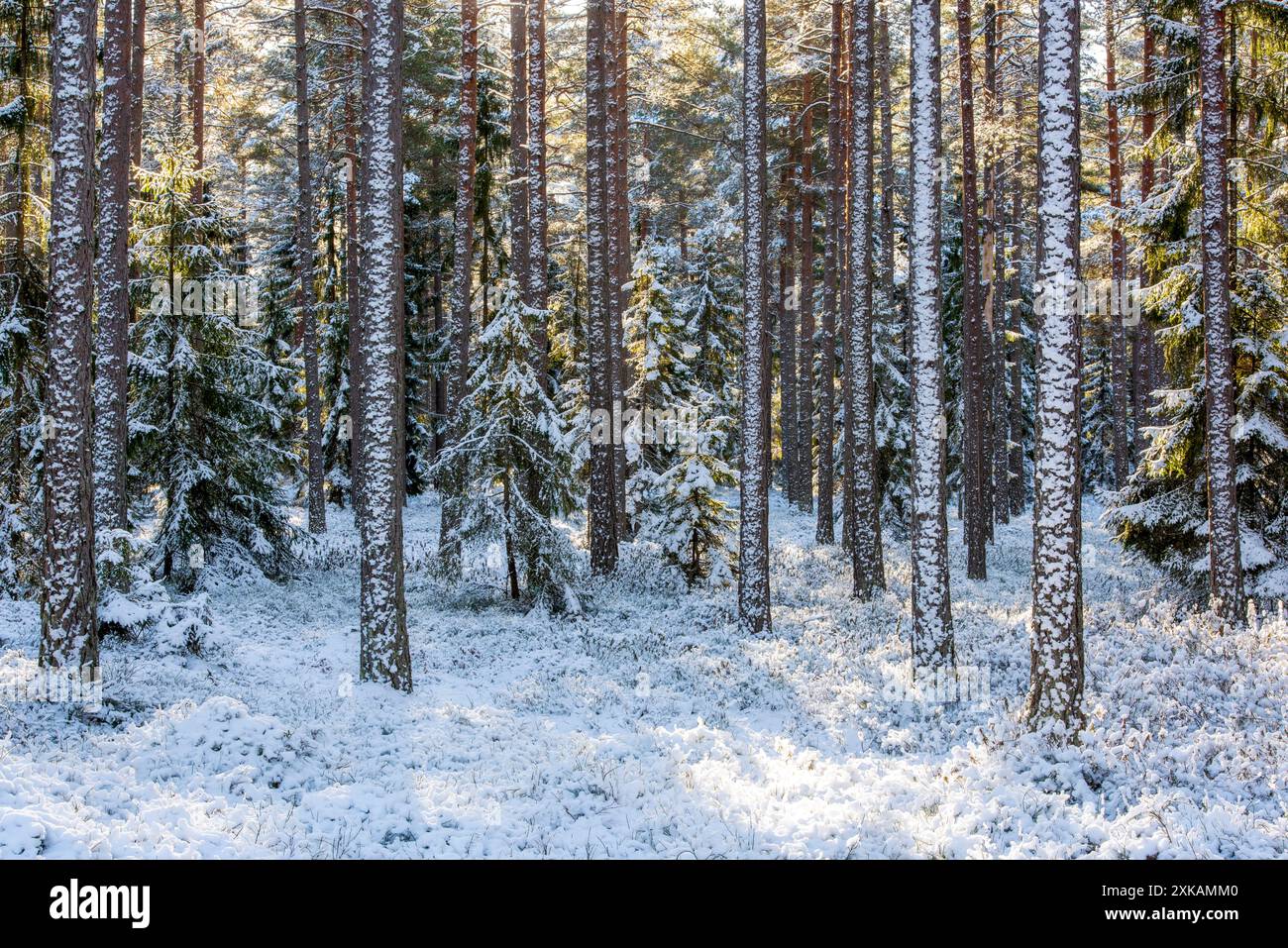 Sweden taiga forest hi-res stock photography and images - Alamy